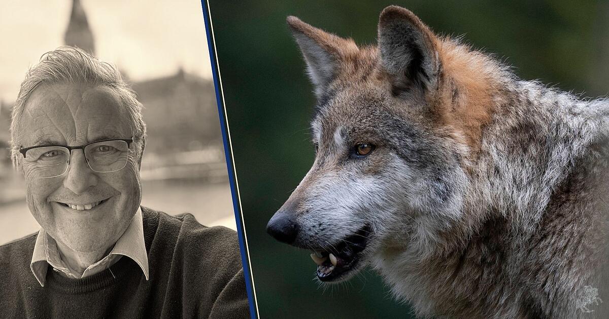 Der Wolf Cut Erobert Er Die Herzen Deutscher Frauenfeed