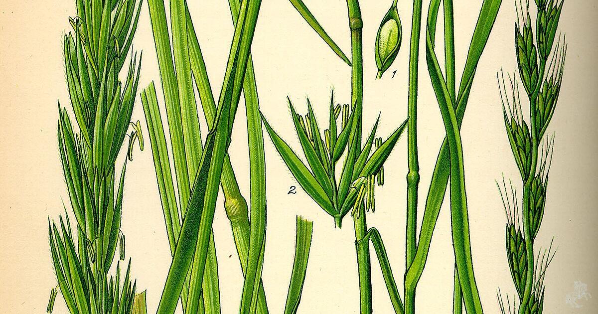 Hausherr mit Geduld | Die Tagespost