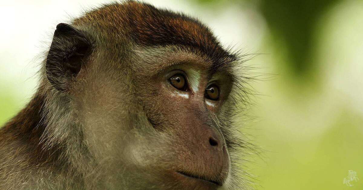 Chimärer Affe: Aus zwei mix eins | Die Tagespost